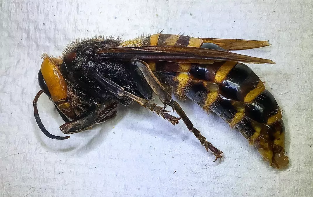 Para saintis Tangkap Lebah Pembunuhan Pertama di Negeri Washington 24385_3