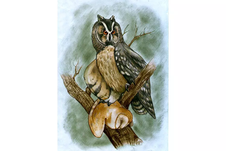 Kini nga Giant Prehistoric Owl Usa ka Aktuwal nga Cannibal