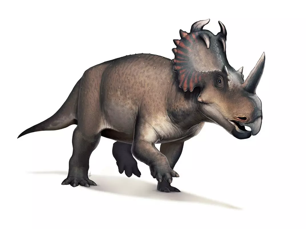 Sentrosaurus