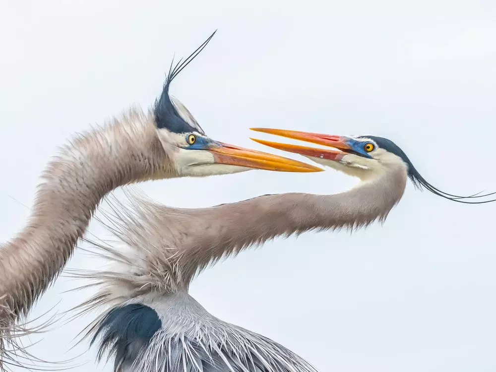 Os gañadores dos premios de fotografía Audubon mostran a impresionante beleza das aves salvaxes