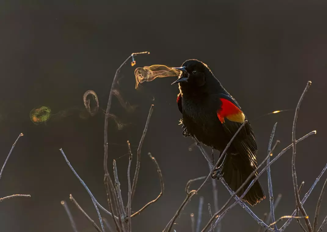 Vinnere av Audubon Photography Award viser den betagende skjønnheten til ville fugler