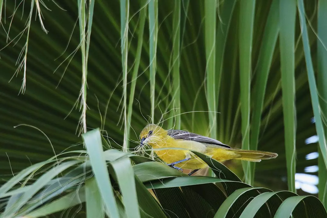 Los ganadores del premio de fotografía Audubon muestran la impresionante belleza de las aves silvestres