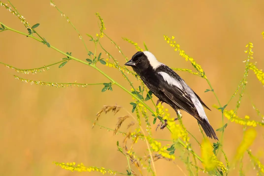 Zdobywcy nagrody Audubon Photography Award pokazują zapierające dech w piersiach piękno dzikich ptaków