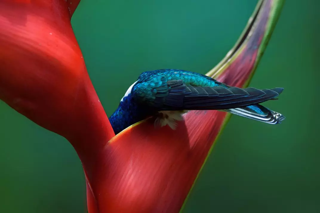 برندگان جایزه عکاسی Audubon زیبایی نفس گیر پرندگان وحشی را نشان می دهند