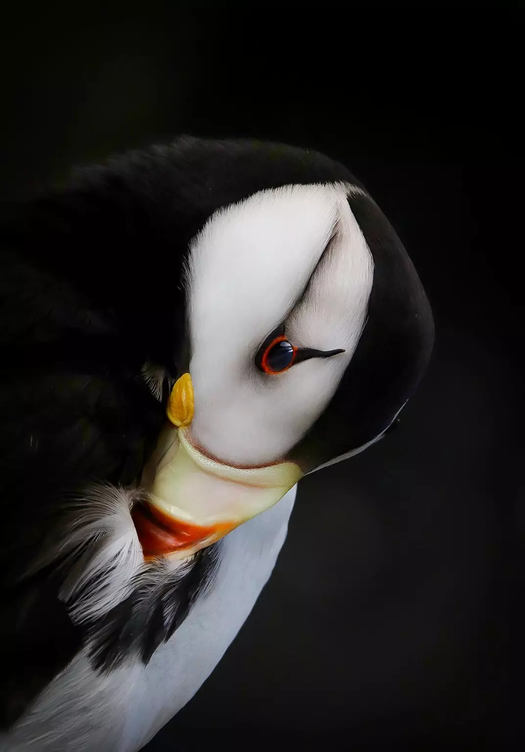 Os gañadores dos premios de fotografía Audubon mostran a beleza impresionante das aves salvaxes