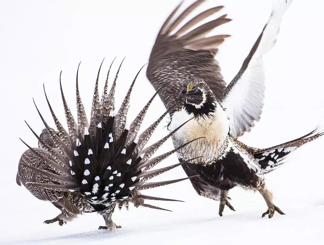 Vítězové Audubon Photography Awards ukazují dechberoucí krásu volně žijících ptáků