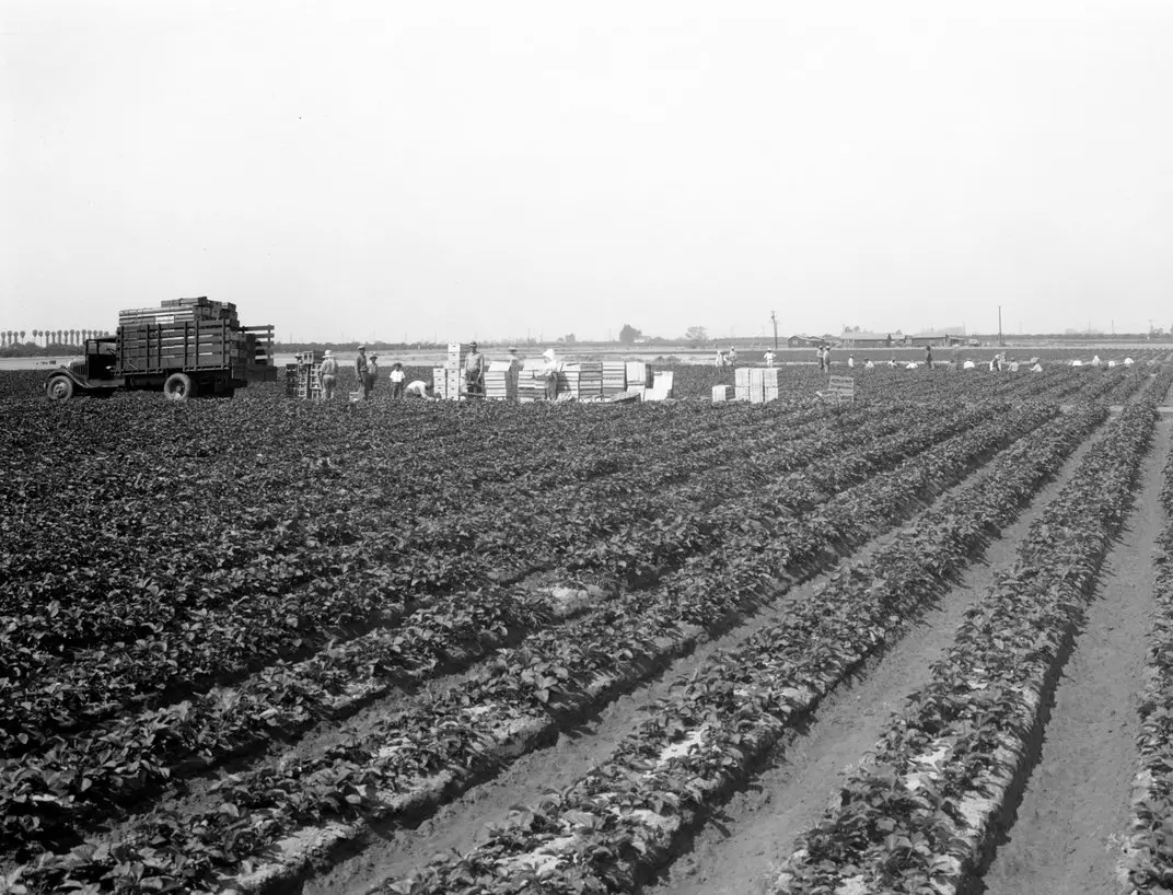 Yn 'e jierren '30 begon Orange County te oergean fan in lân fan oranjeboskjes en ierdbeifjilden.