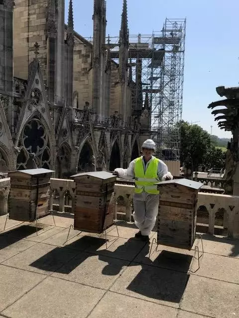 Tingga Gikan sa Notre-Dame Fire Nadiskobrehan sa Parisian Beehive 24450_2