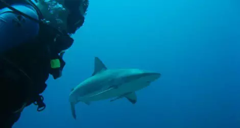 Scuba diving with sharks is an increasingly popular tourist activity in Australia and South Africa.