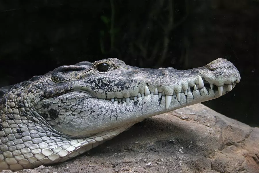 Nekoliko loših znanstvenika prijeti rušenjem taksonomije