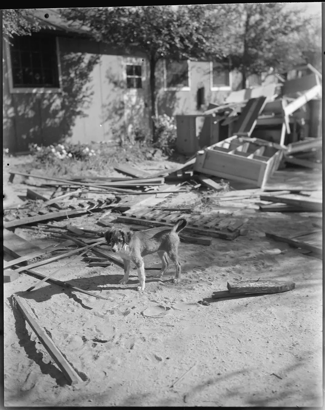 Uma foto em preto e branco mostra um cachorro de tamanho médio parado em uma pilha de madeira de sucata