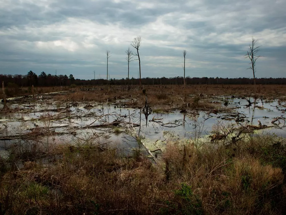 Great Dismal Swamp