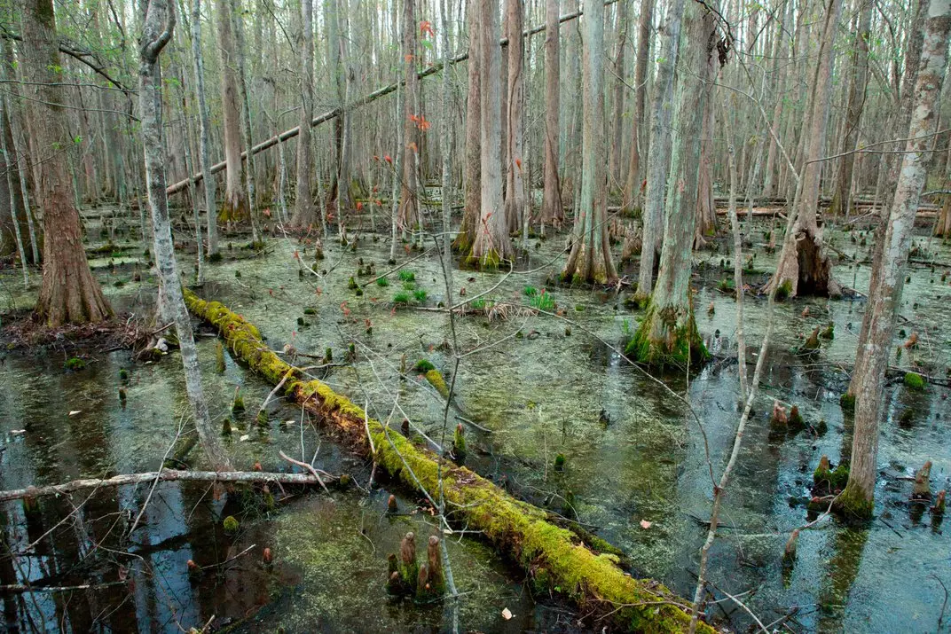 Great Dismal Swamp