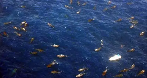 Ova fotografija iz zraka prikazuje 68 ajkula kitova kako se hrane (i četiri ronioca koji plivaju) u Afueri u avgustu 2009.