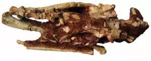 ديناصور جديد يأكل النمل ، Xixianykus