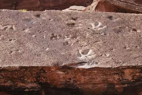 مسارات مصنوعة بواسطة ثيروبود متوسط الحجم على لوح صخري خارج موآب ، يوتا.