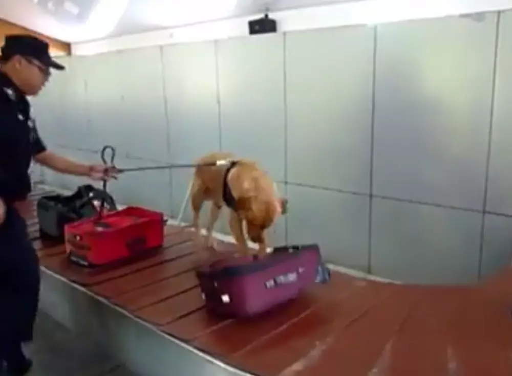 Sa China, ang mga Airport Sniffer Dogs ay Nanghuhuli ng Mga Iligal na Produktong Wildlife