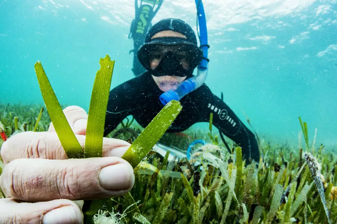 Nurek pod wodą trzymający trawę morską.
