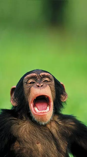 Chimpanzee Yawning