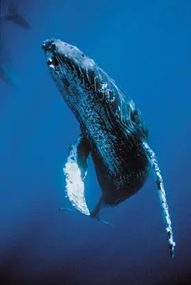 Nyangumi wa Humpback