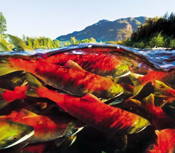 Sockeye izokina