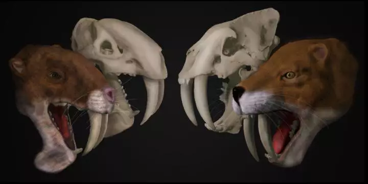 marsupiale dai denti a sciabola contro Smilodon