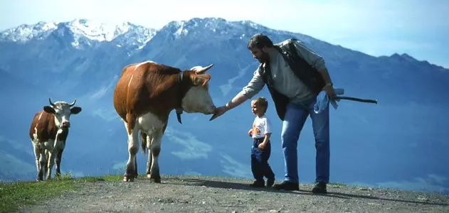阿尔卑斯山的奶牛