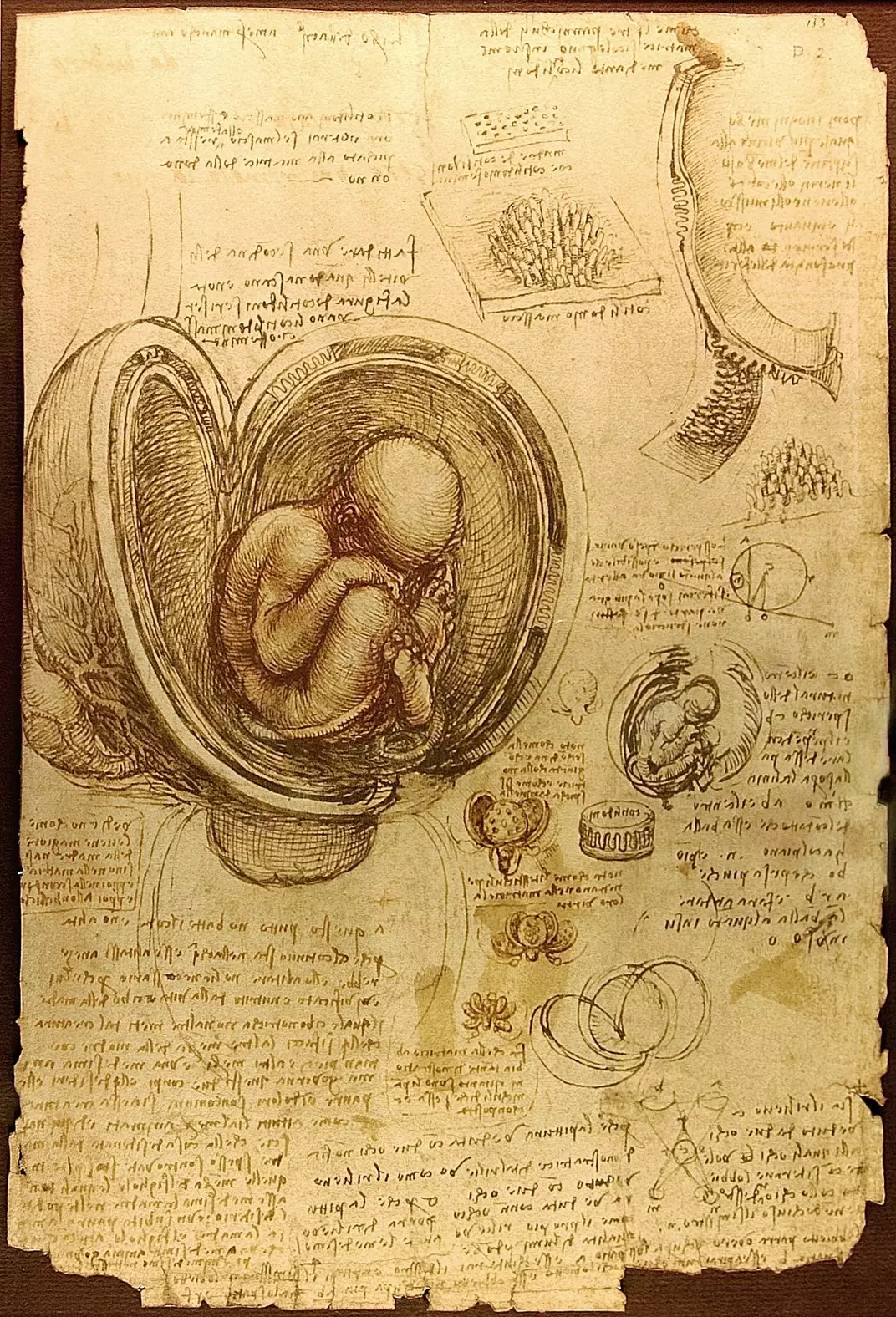 Strona z notatnika da Vinci z jego charakterystycznym charakterem pisma odbitego w lustrze i szczegółowymi rysunkami płodu w macicy