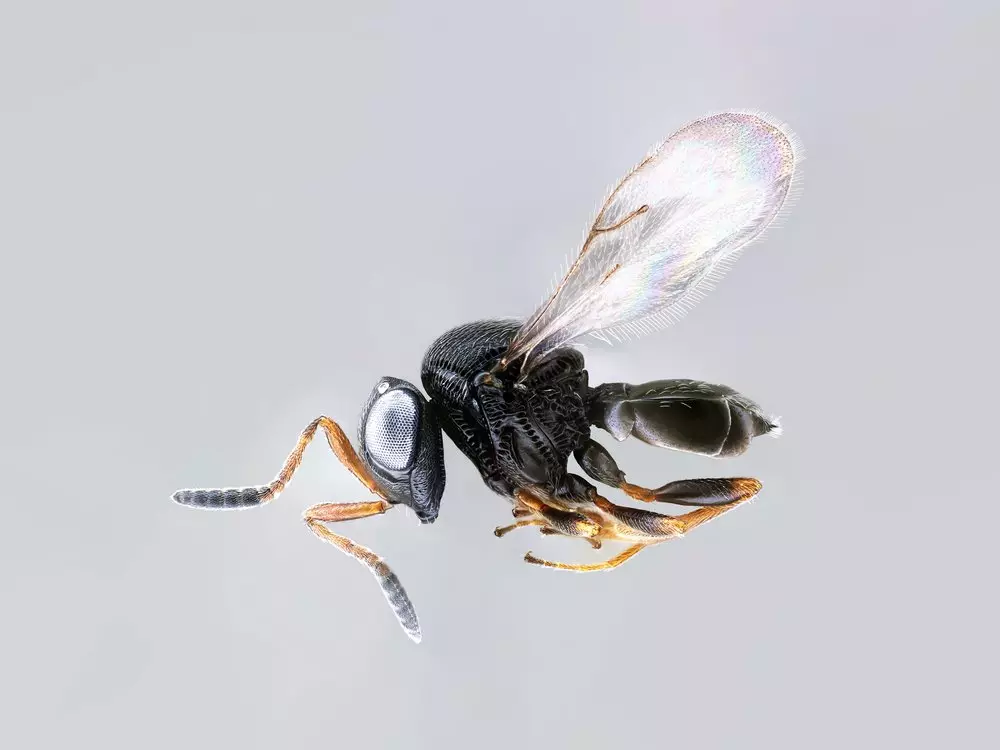 Den parasitoide samuraihveps, Trissolcus japonicus, er en af mange mikroskopiske hvepse, der bliver undersøgt og nogle gange brugt som biokontrolmidler i kampen mod invasive arter. (Elijah Talamas, USDA)