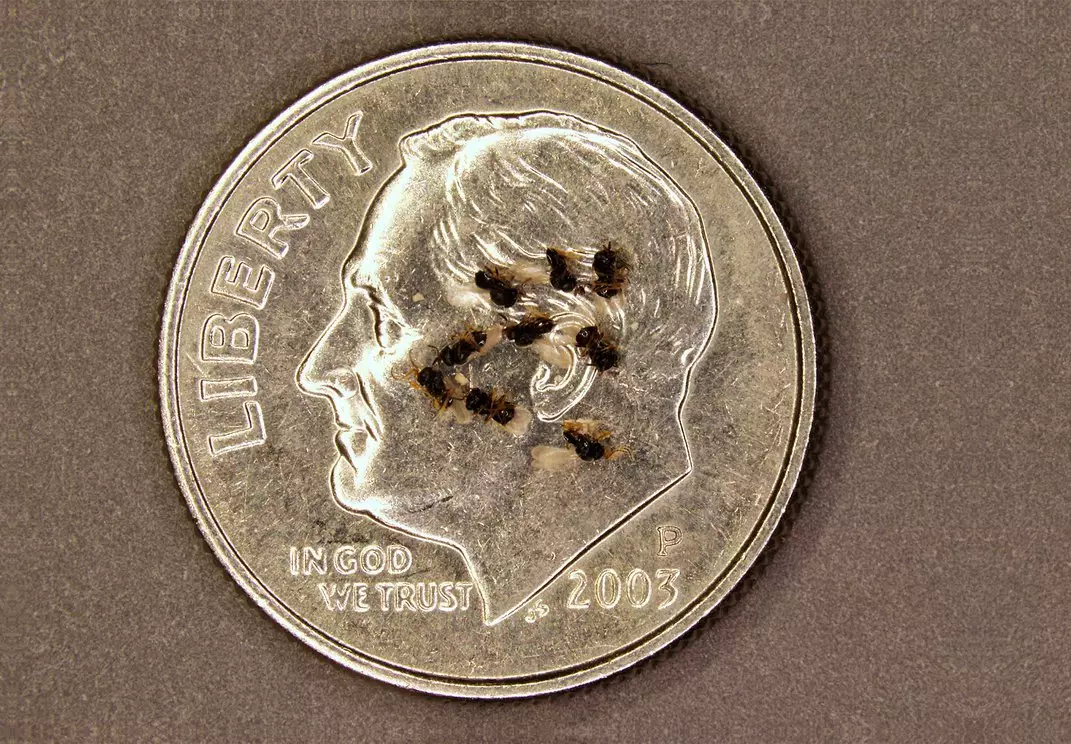 Uang receh dengan serangga kecil berwarna gelap di atasnya.