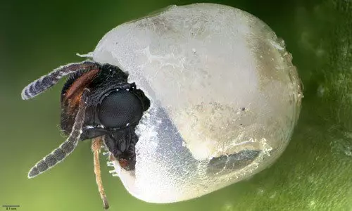 Wasp head breaking out of an egg.