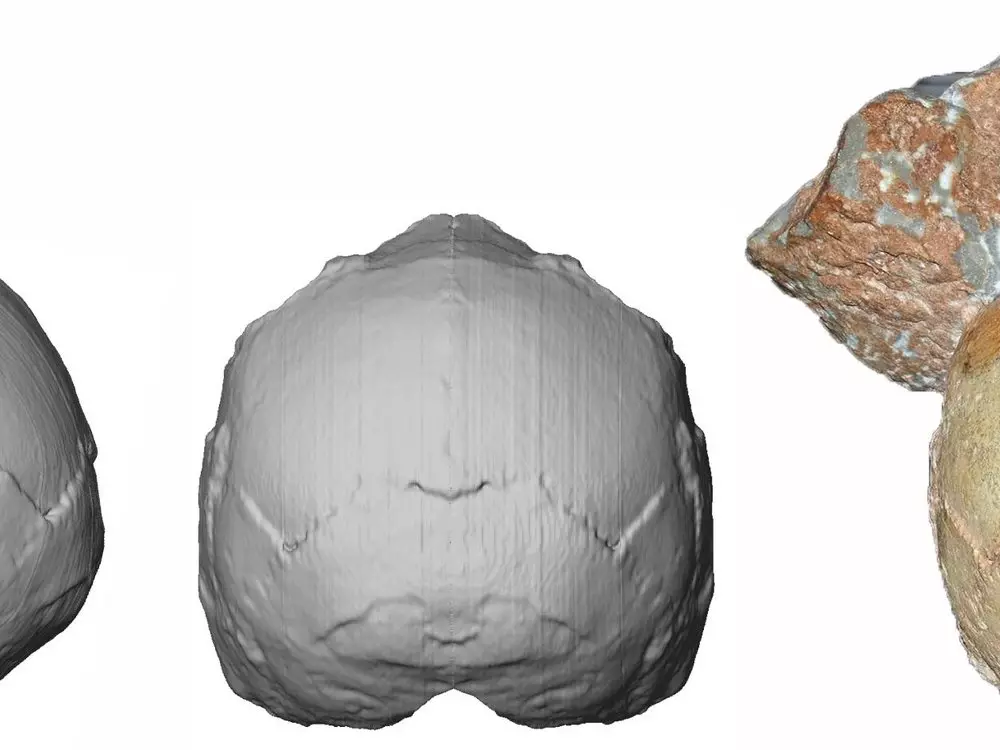 Apidima 1 และ reconstruction.jpeg