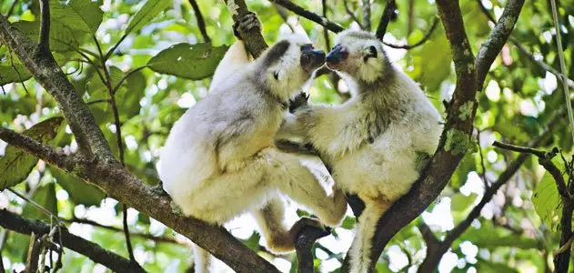 Grooming Lemur Silky Sifaka