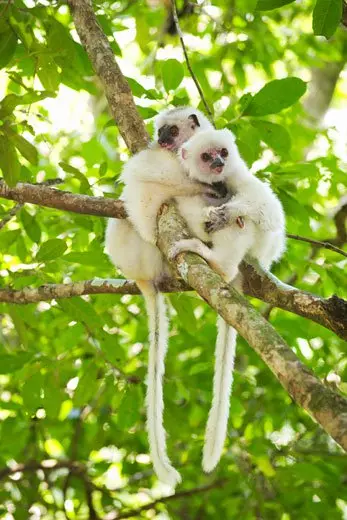 Kuokoa Sifaka ya Silky 24640_12