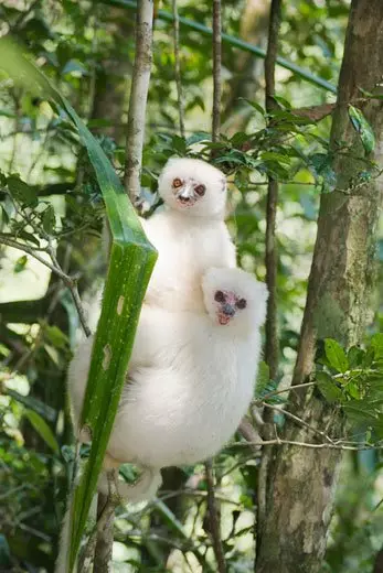 Nyalametkeun Silky Sifaka 24640_13