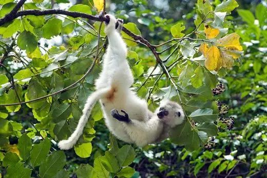 Saving the Silky Sifaka 24640_14