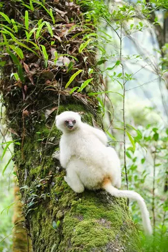 Salvando o Silky Sifaka 24640_15