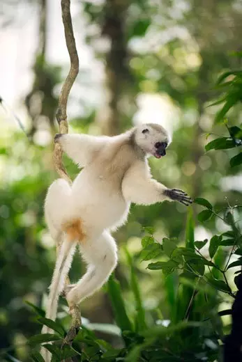 ຊ່ວຍປະຢັດ Silky Sifaka 24640_18