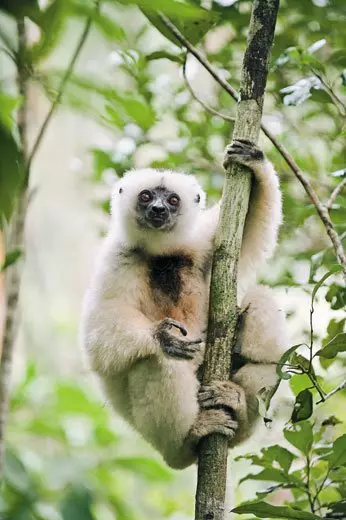 ຊ່ວຍປະຢັດ Silky Sifaka 24640_2