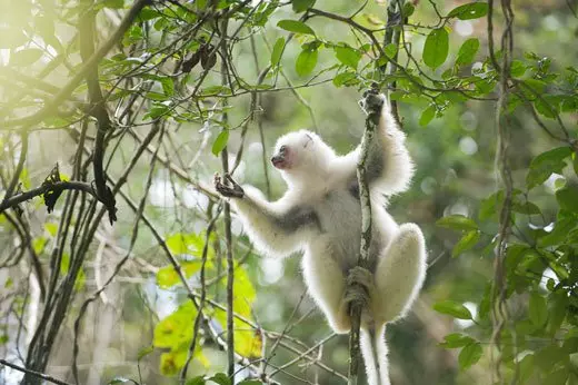 Saving the Silky Sifaka 24640_20