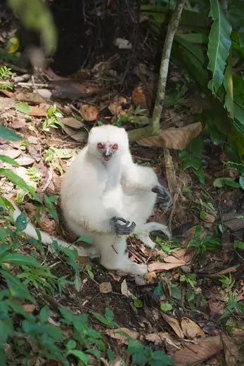 An Silky Sifaka a shábháil 24640_21