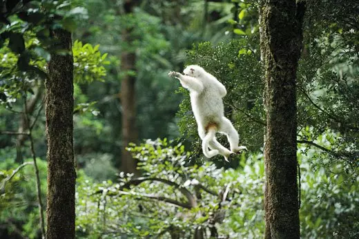 Nyalametkeun Silky Sifaka 24640_3