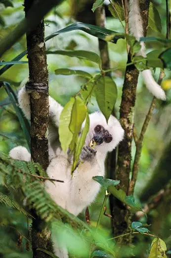 A Selymes Sifaka megmentése 24640_6