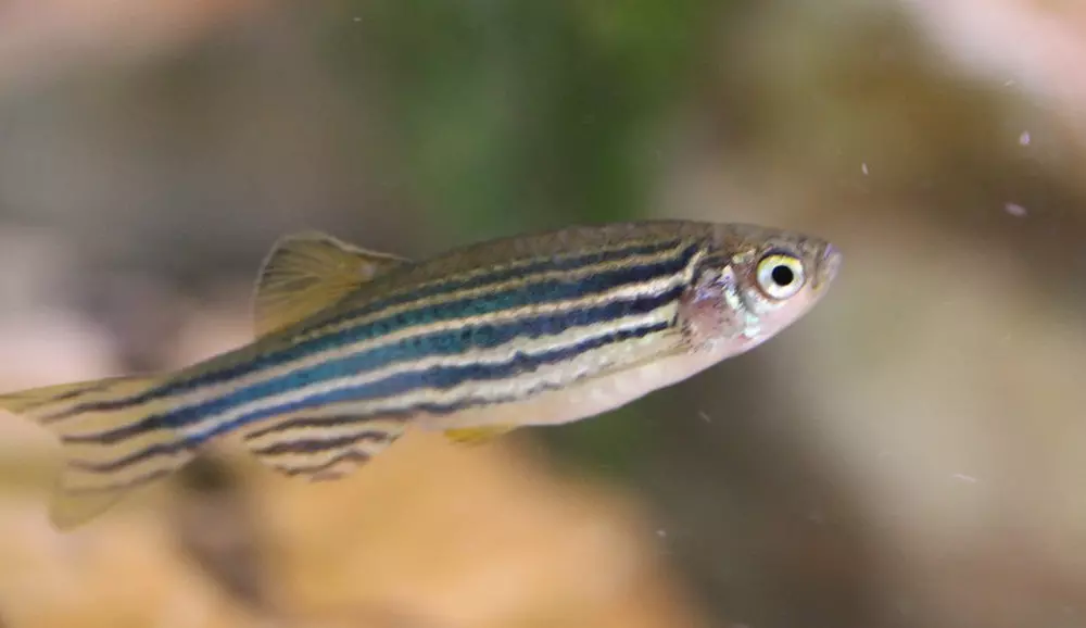 Zebrafish