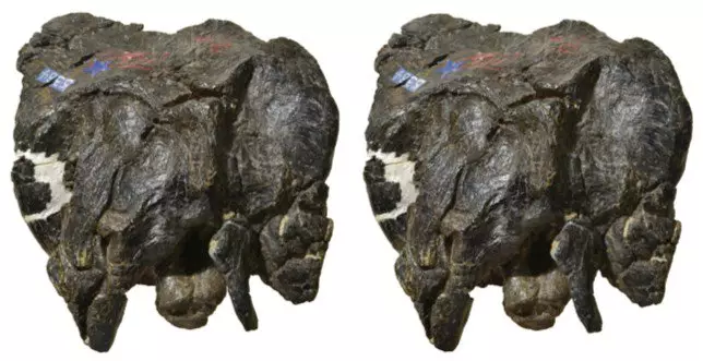 Zwee, brong fossil Dinosaurier Schädel op engem wäisse Hannergrond.