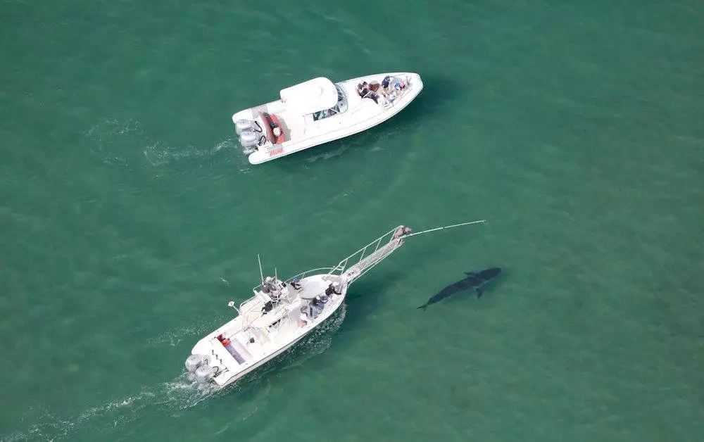 Vous pouvez aider les scientifiques à étudier les grands requins blancs au large de Cape Cod