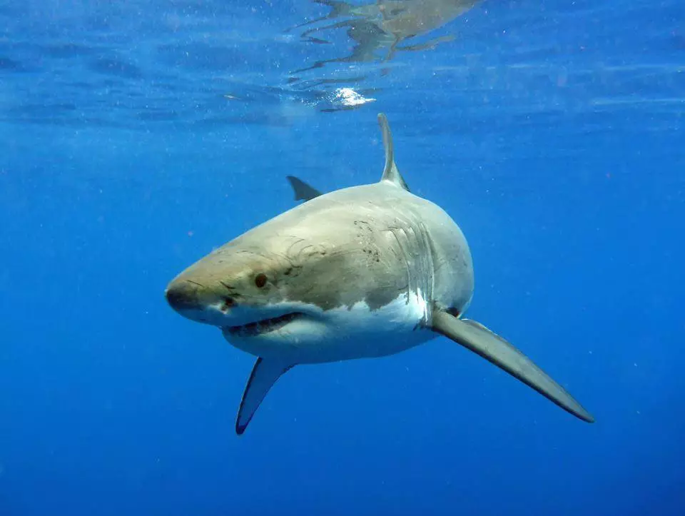 Vous pouvez aider les scientifiques à étudier les grands requins blancs au large de Cape Cod 24666_10