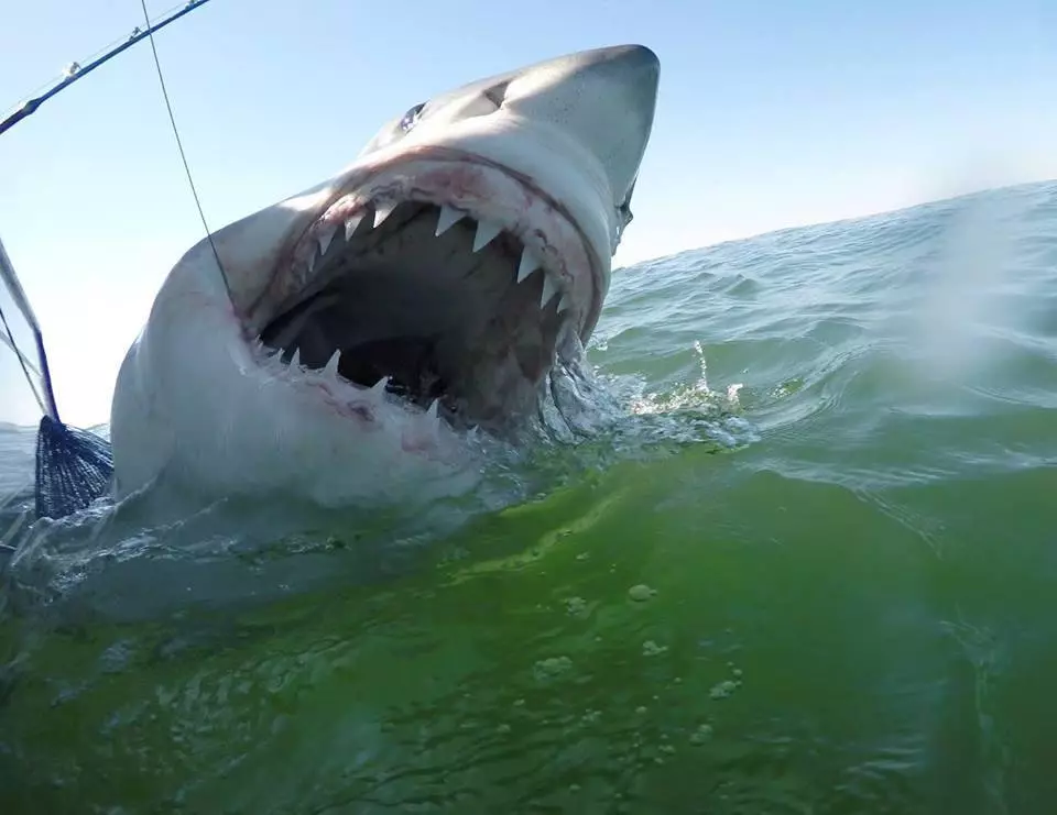 Vous pouvez aider les scientifiques à étudier les grands requins blancs au large de Cape Cod 24666_11