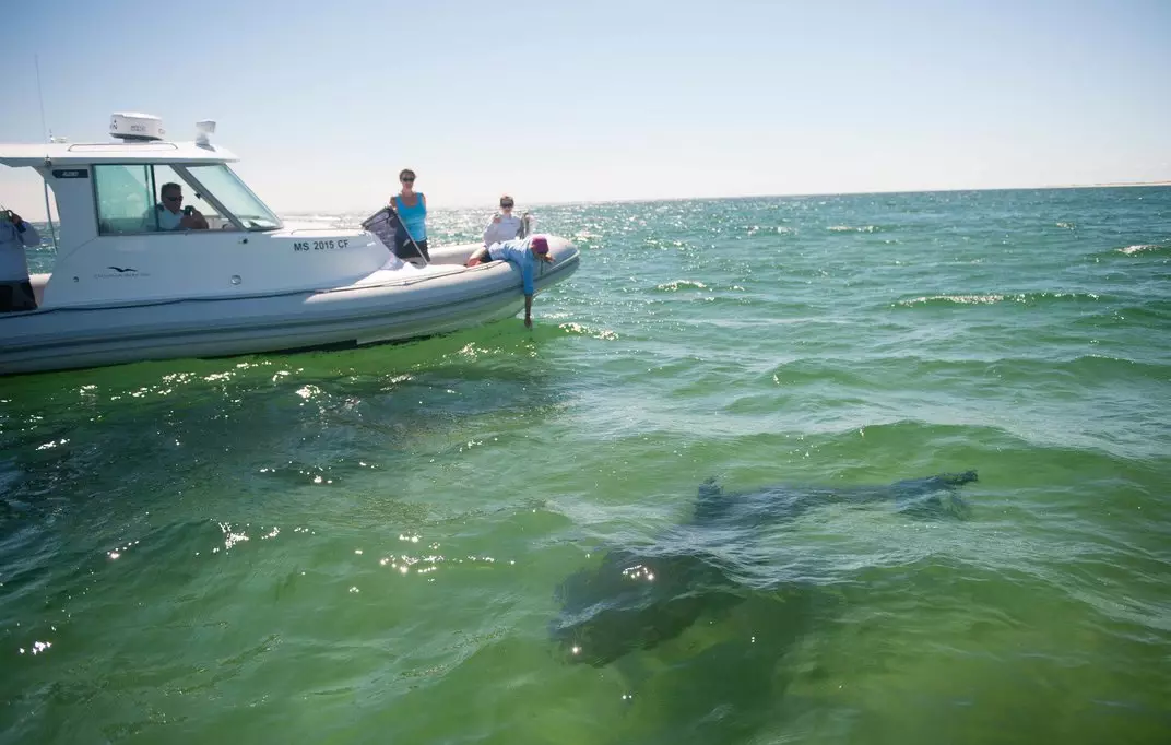 Makatabang Ka sa mga Siyentista sa Pagtuon sa Great White Sharks sa Baybayon sa Cape Cod 24666_2