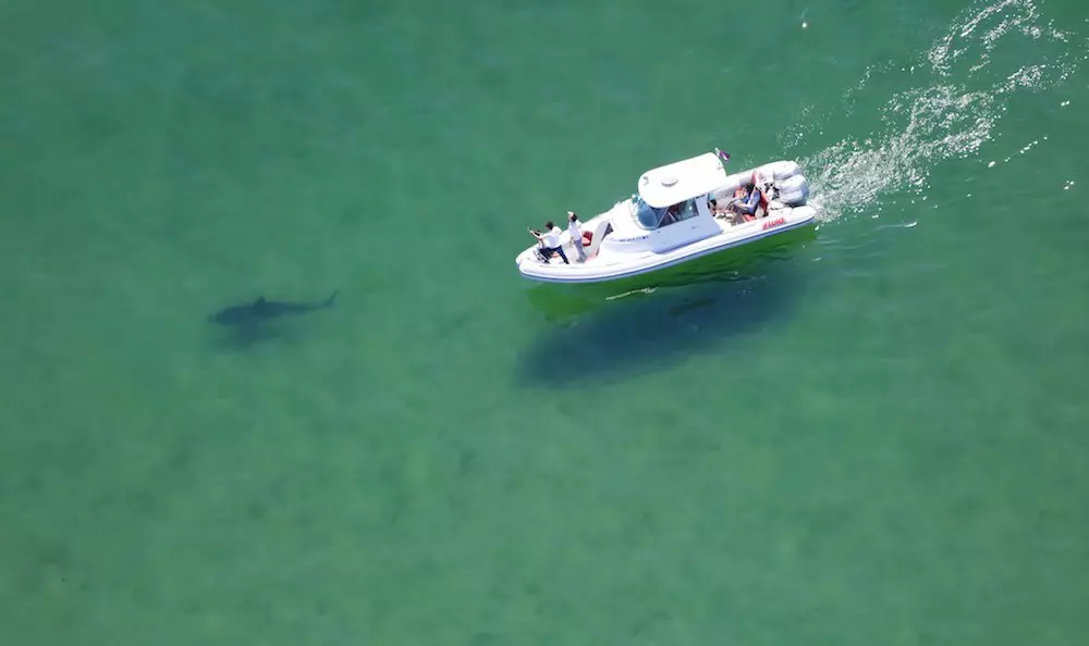 Makatabang Ka sa mga Siyentista sa Pagtuon sa Great White Sharks sa Baybayon sa Cape Cod 24666_4